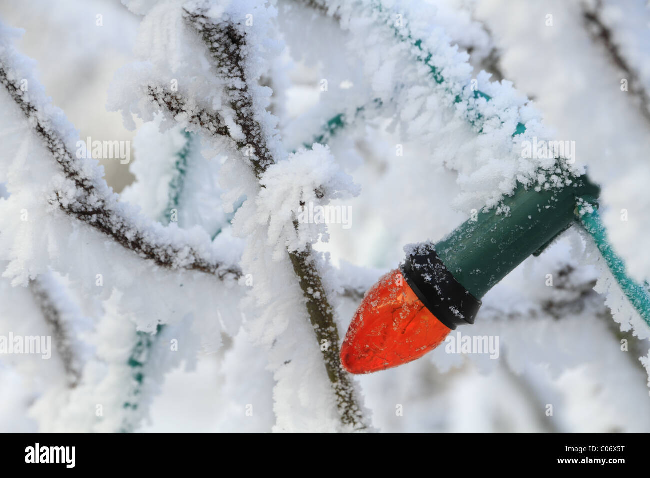 Fairy Lights on an outdoor Christmas Tree in winter frost Stock Photo ...