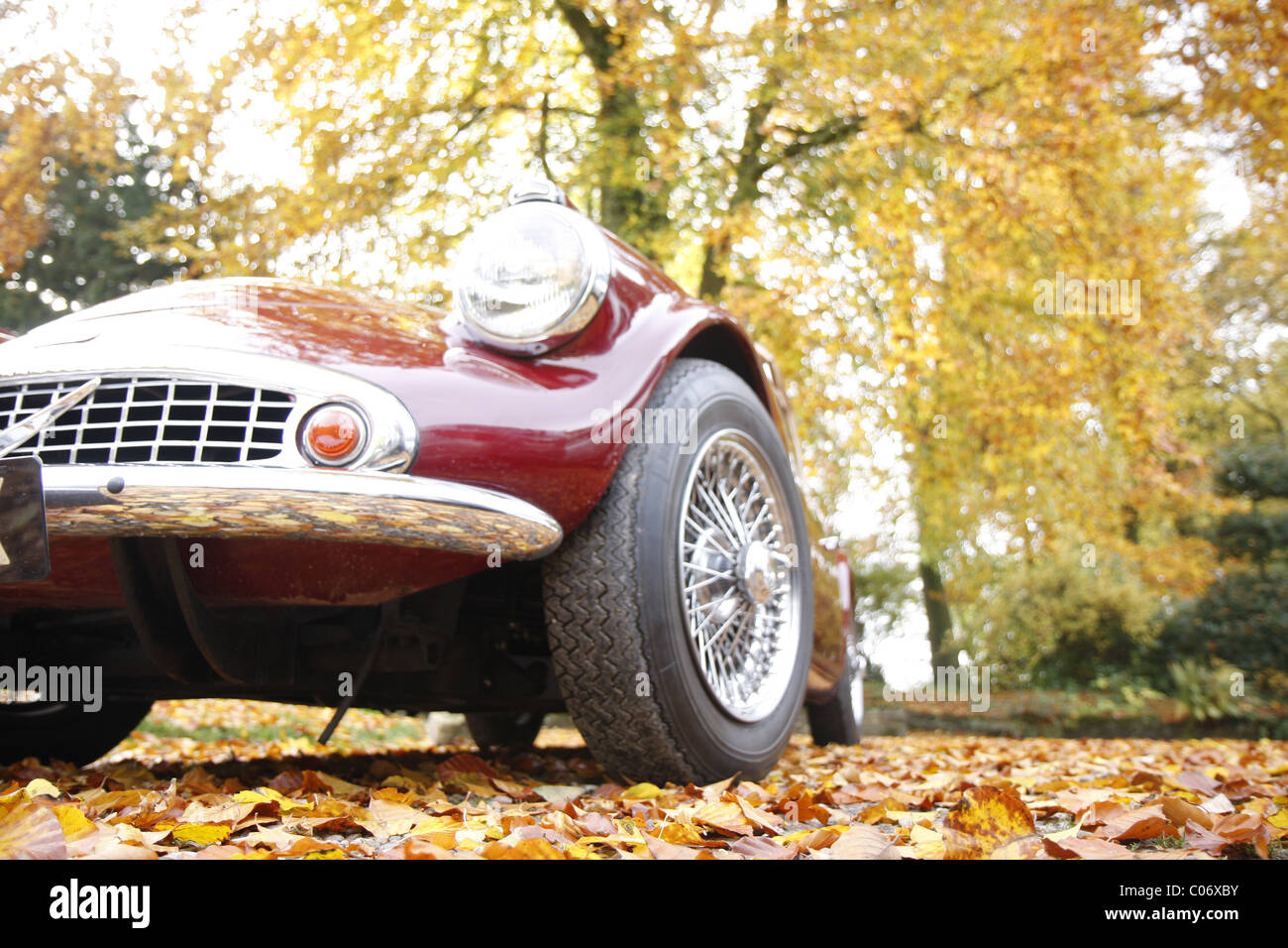 Daimler Vintage Car on a private drive way amongst the Autumn leaves ...