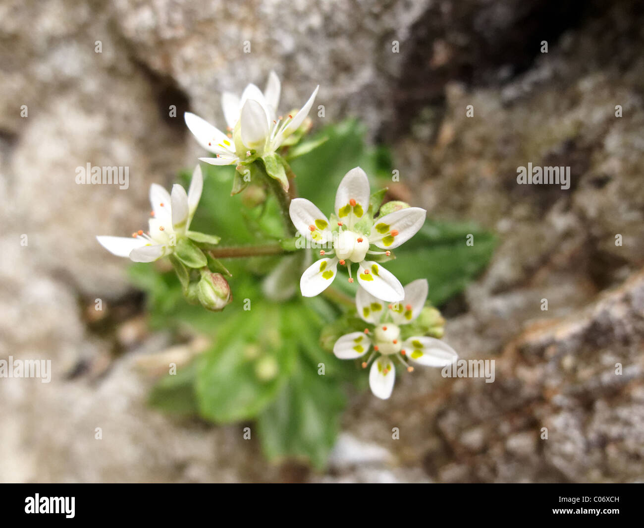 Snowdonia Flower High Resolution Stock Photography and Images - Alamy