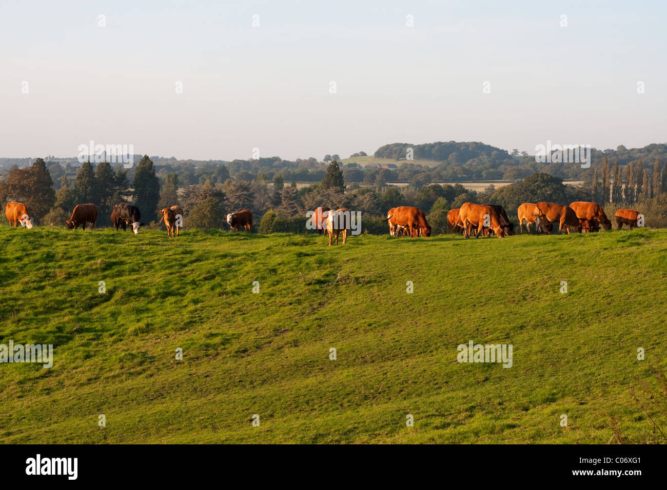 A field of cows Stock Photo - Alamy