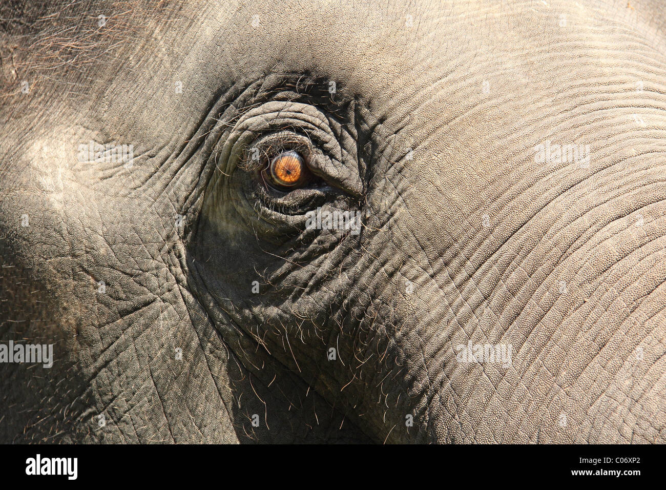 The eye of the Elephant Stock Photo - Alamy