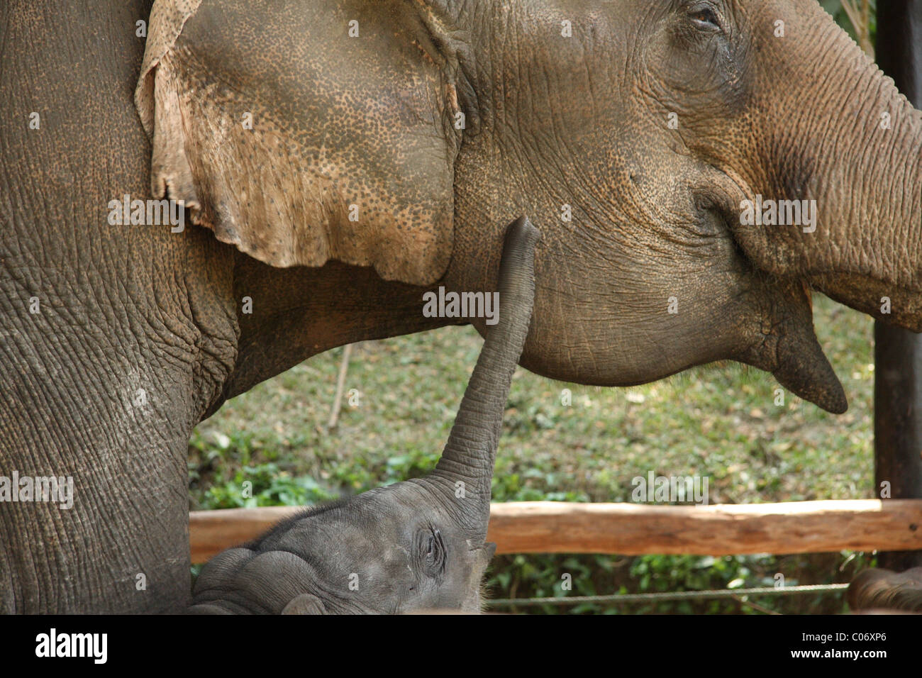 Strong like elephant hi-res stock photography and images - Alamy