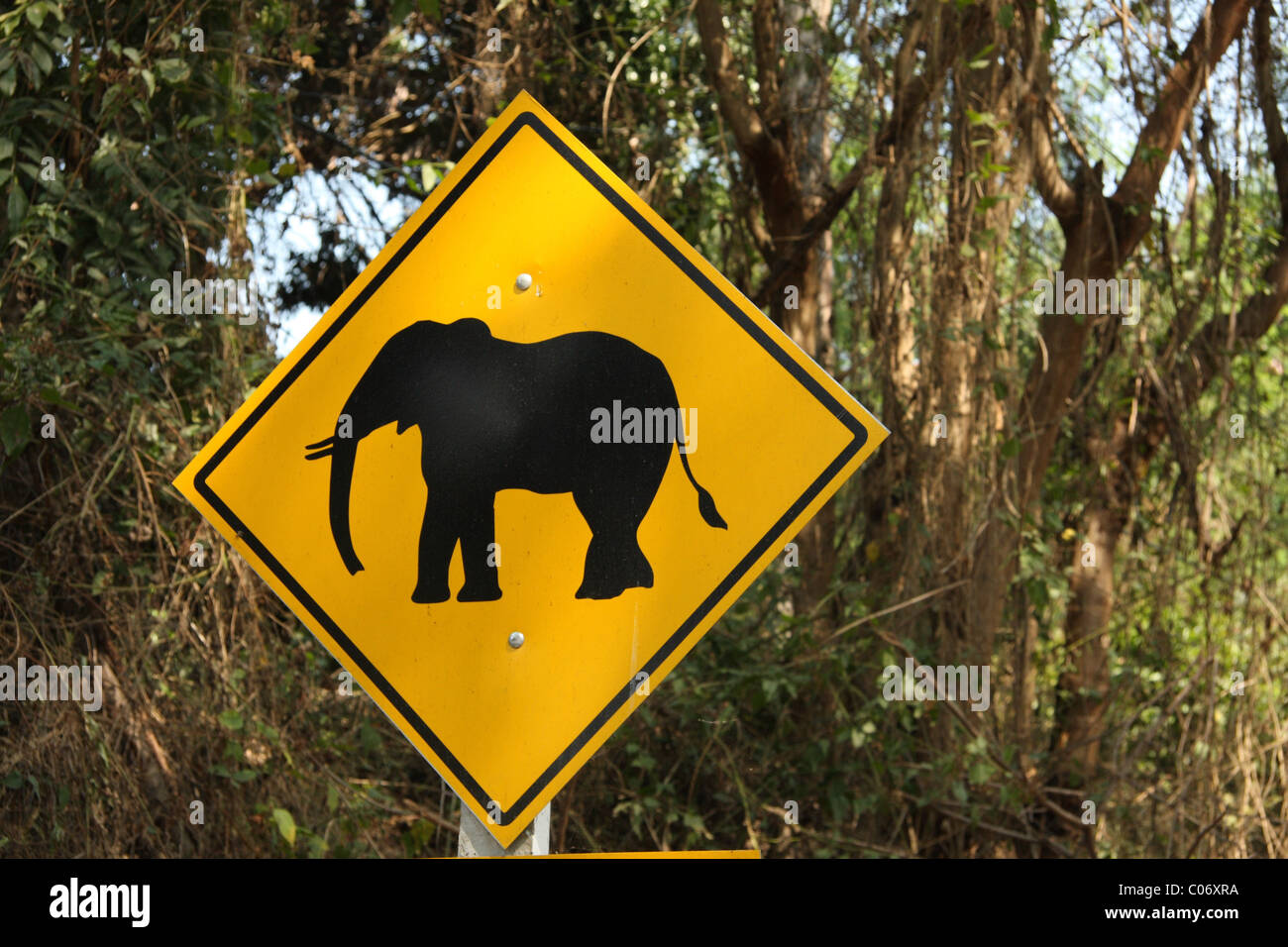Elephant markings hi-res stock photography and images - Alamy