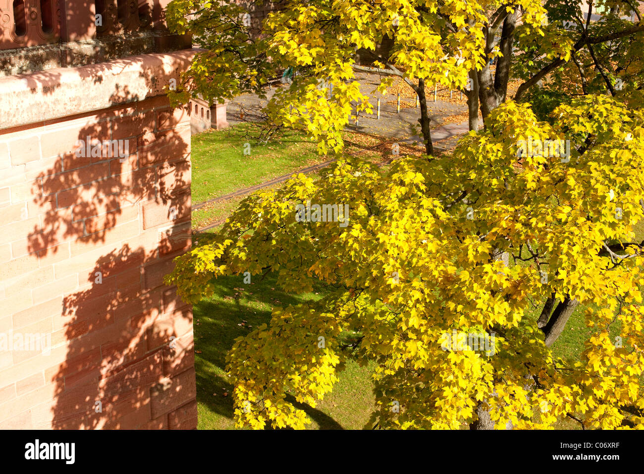 Autumn trees along Main River in Frankfurt Germany Stock Photo - Alamy
