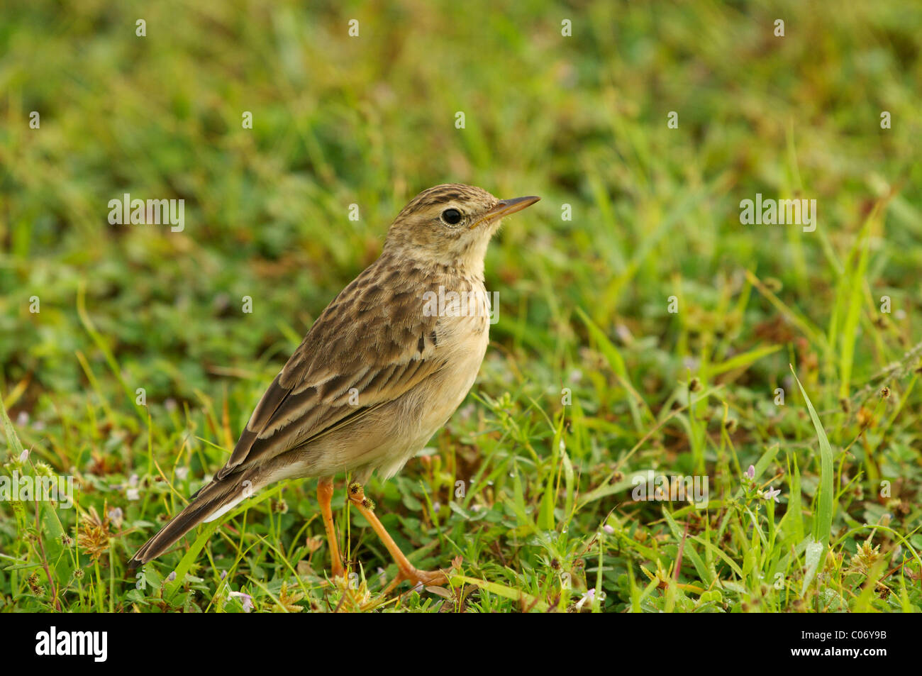 A Pitta bird,Yala National Park Sri Lanka Stock Photo - Alamy