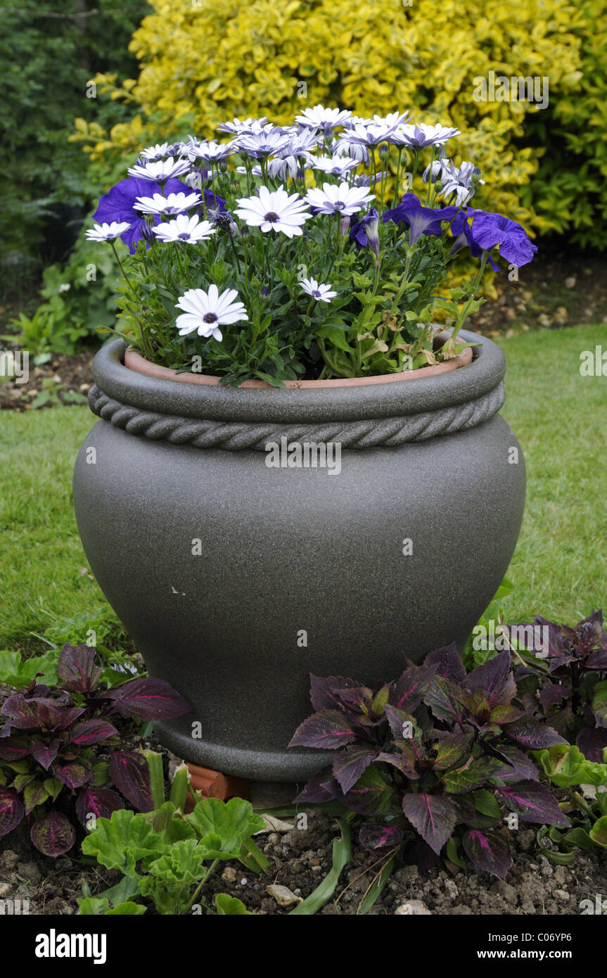 Spring flowers in pot Stock Photo - Alamy