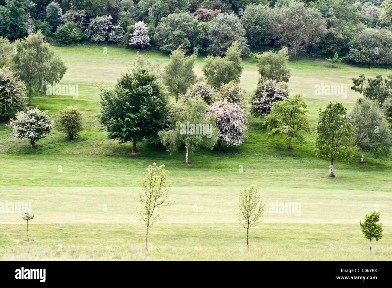 Lines of trees Stock Photo - Alamy