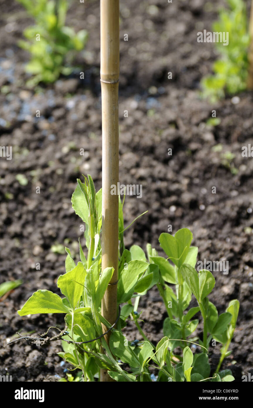 Plant cane hi-res stock photography and images - Alamy