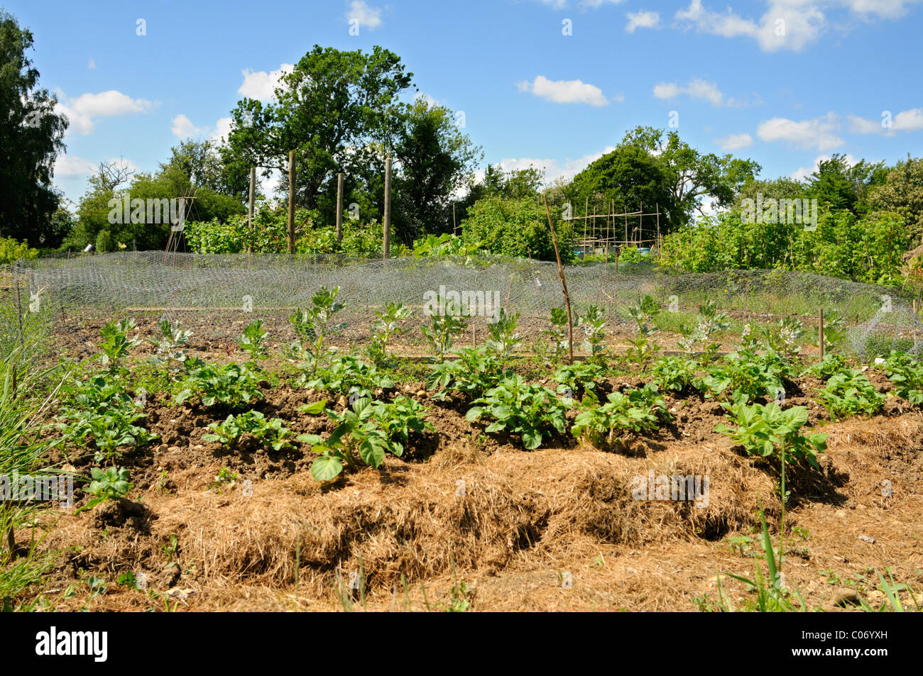 British allotment hi-res stock photography and images - Alamy