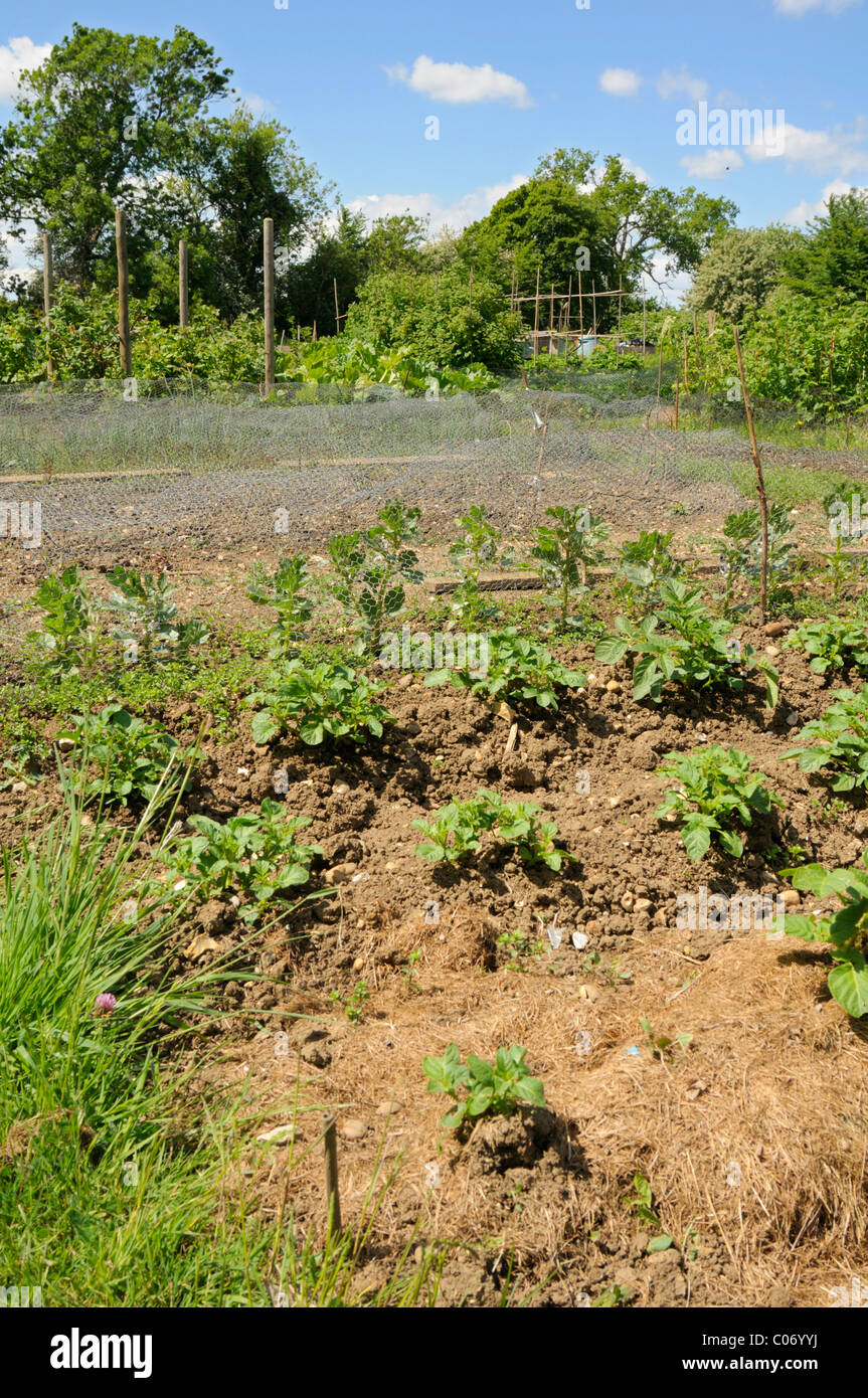 British allotment hi-res stock photography and images - Alamy