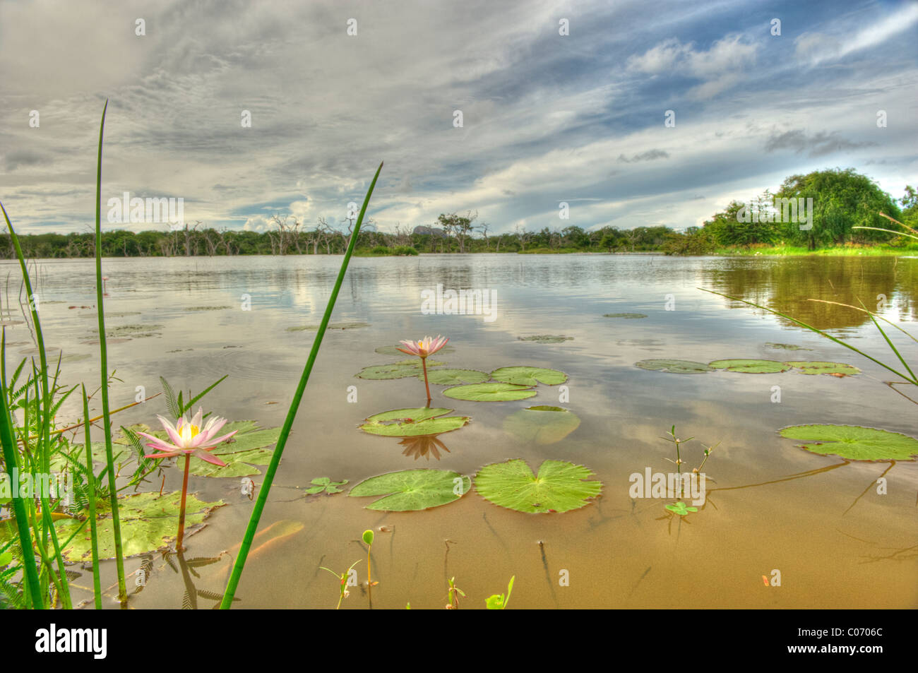Yala lake, Yala National Park Sri Lanka Stock Photo - Alamy
