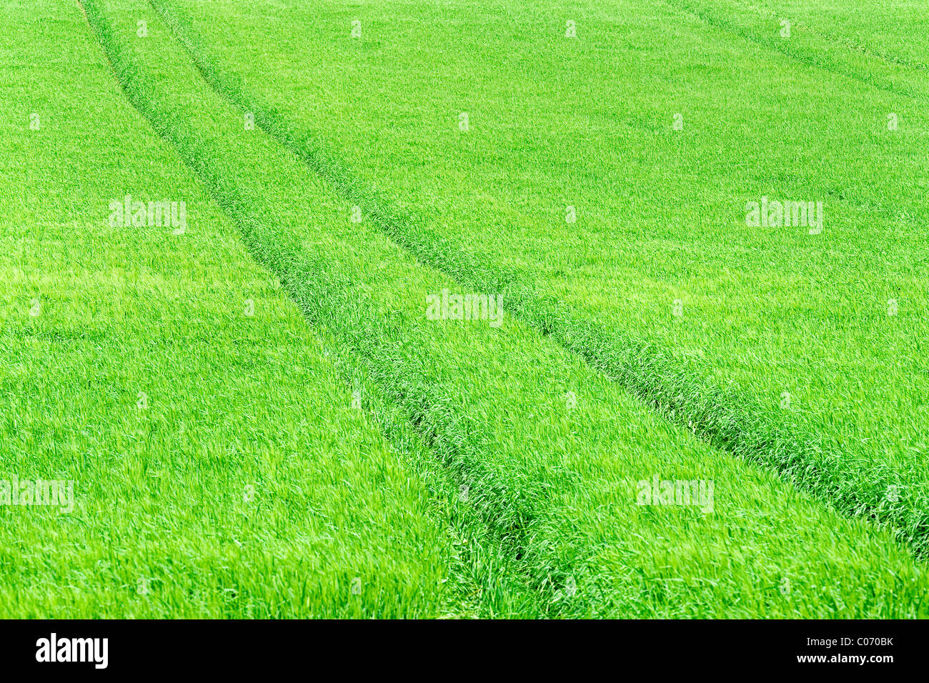 lines in green field Stock Photo - Alamy