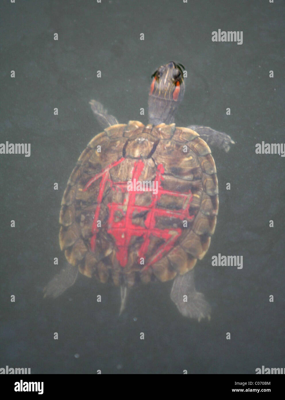 SHELL-SCRIBED These tortoises all carry a sacred meaning on their backs ...