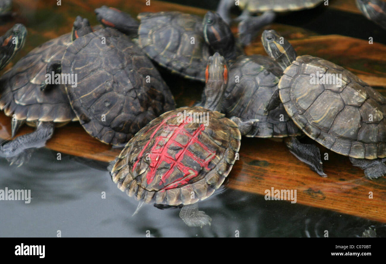 SHELL-SCRIBED These tortoises all carry a sacred meaning on their backs ...