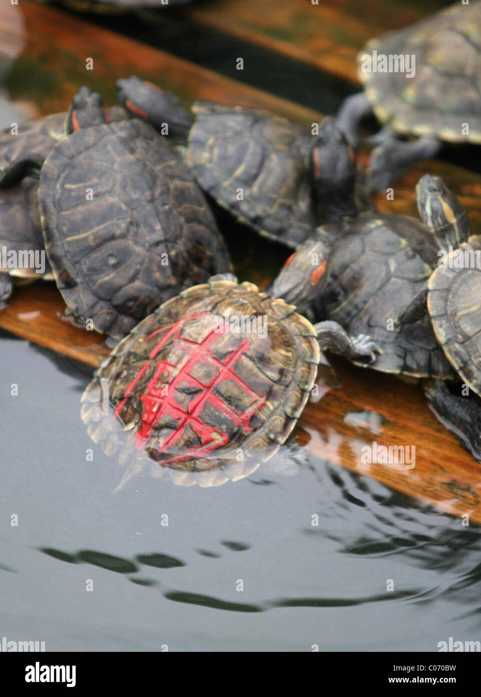 SHELL-SCRIBED These tortoises all carry a sacred meaning on their backs ...