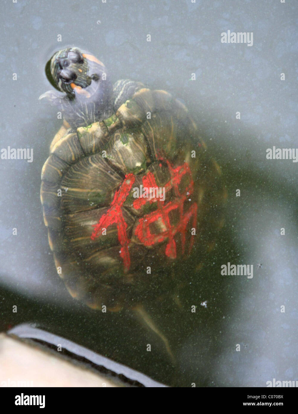 SHELL-SCRIBED These tortoises all carry a sacred meaning on their backs ...