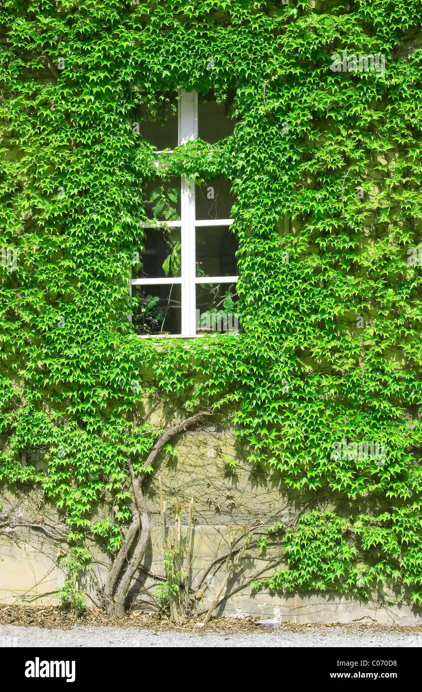 wall overgrown by vine leafs Stock Photo - Alamy