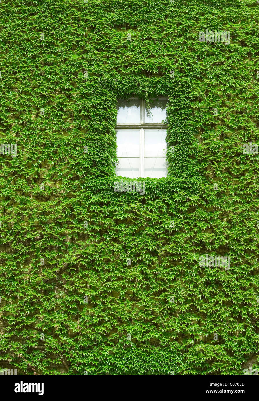 green wall with a window Stock Photo - Alamy