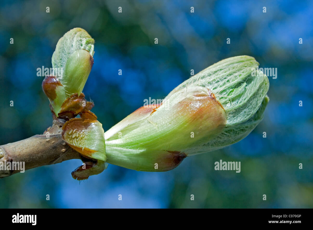 chestnut bud before come in flower Stock Photo - Alamy