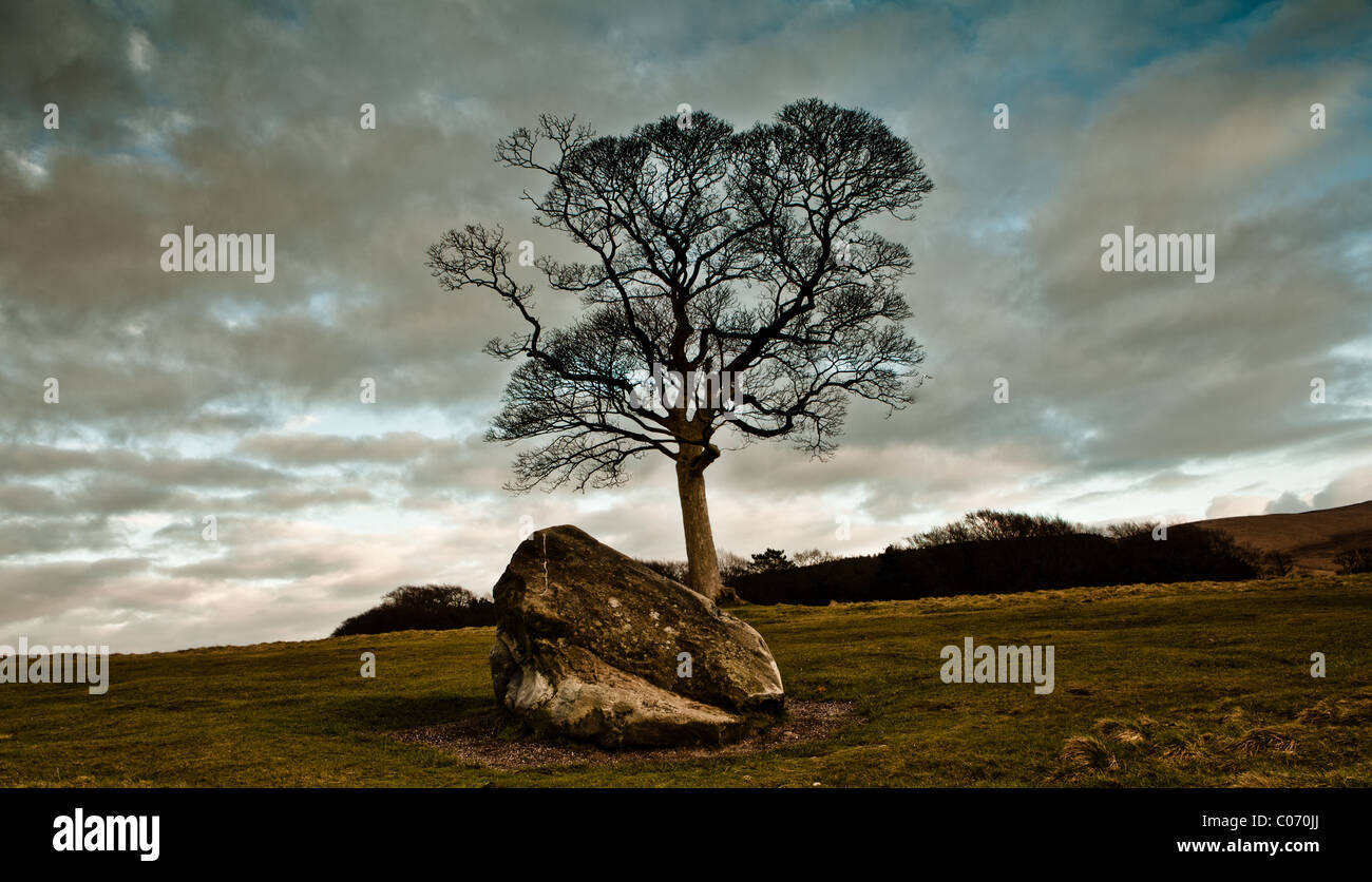 Dark lone tree landscape hi-res stock photography and images - Alamy