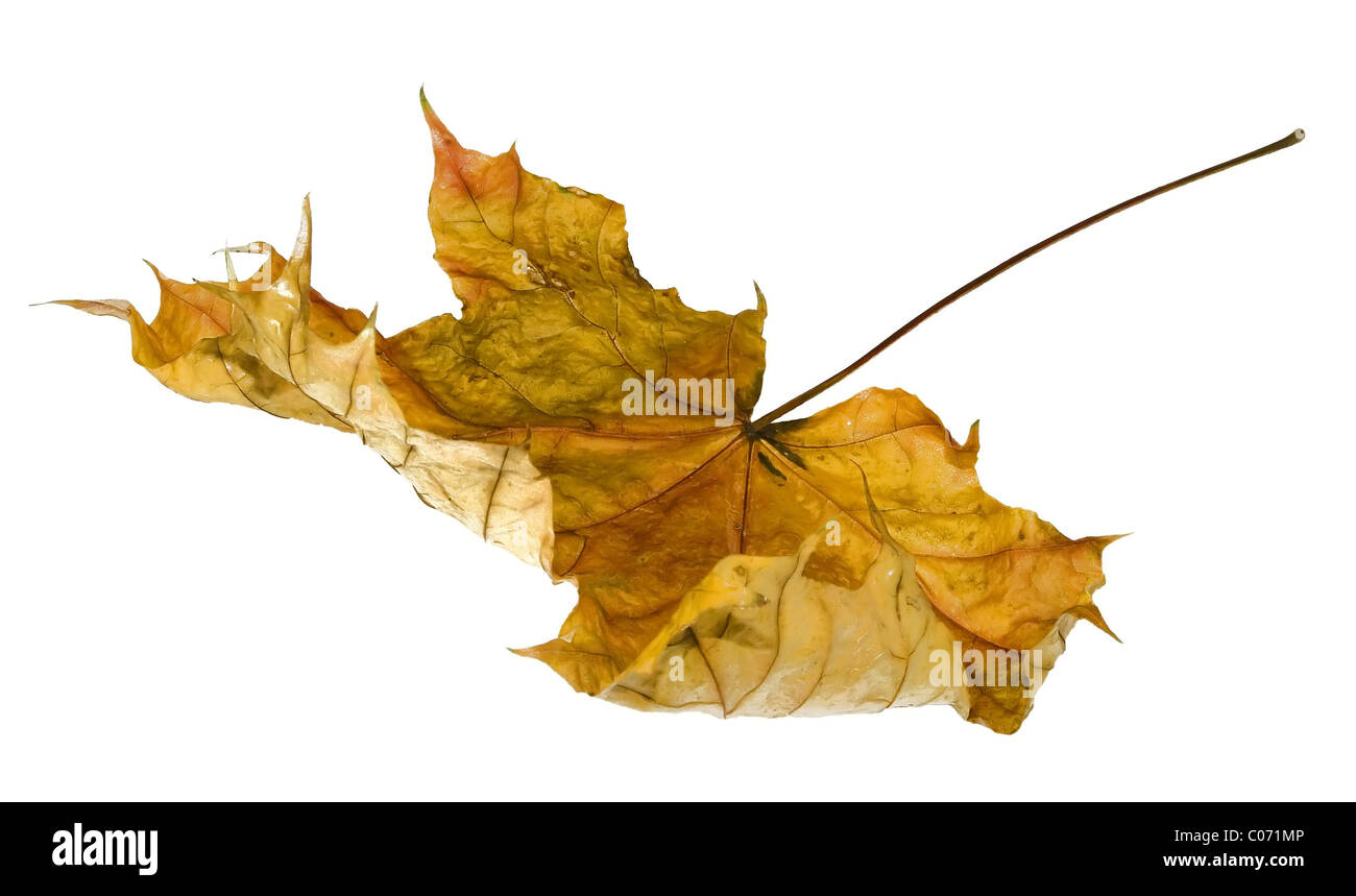 a dead crease leaf isolated on white Stock Photo - Alamy