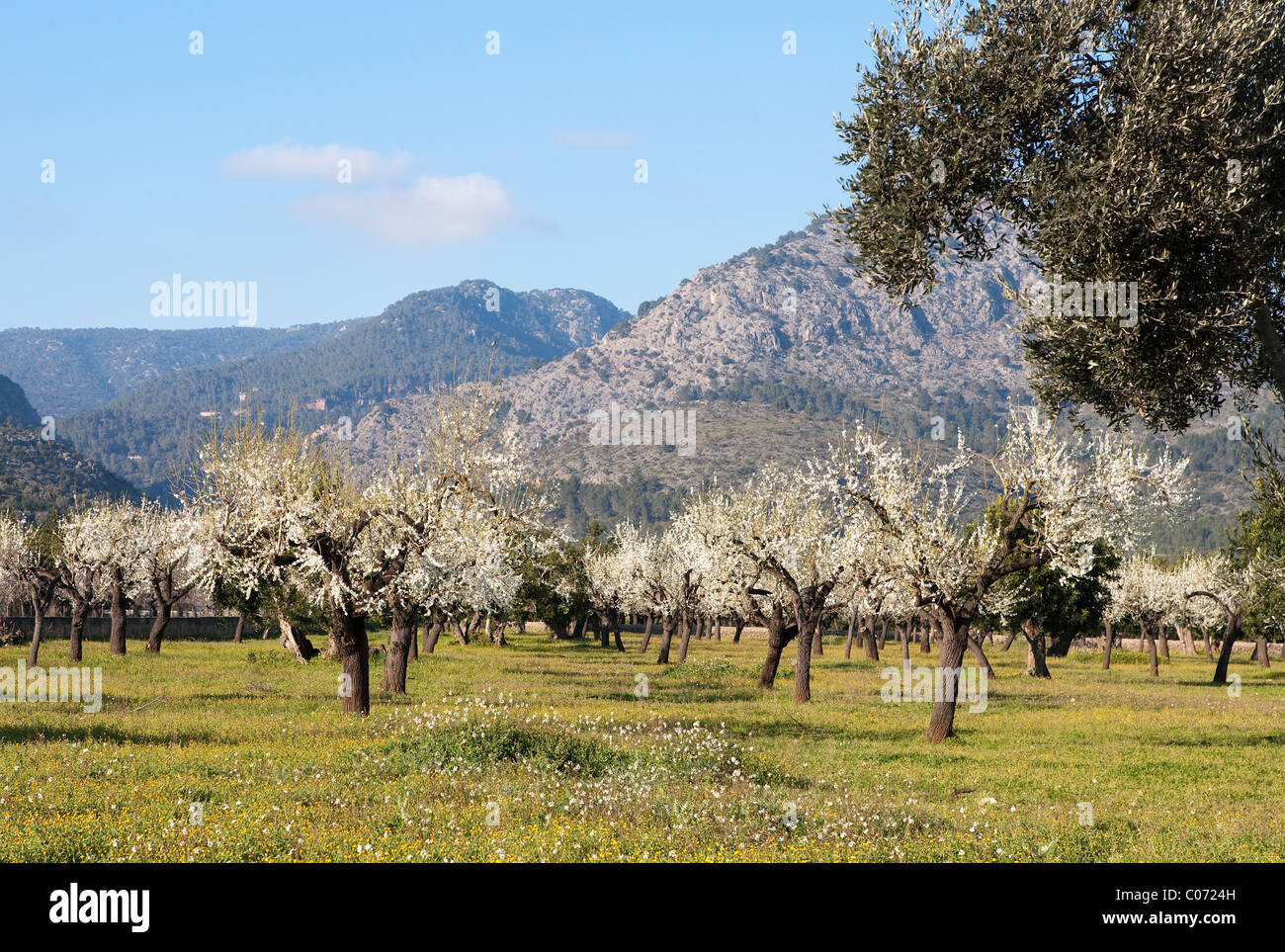 Almond blossom trees hi-res stock photography and images - Alamy