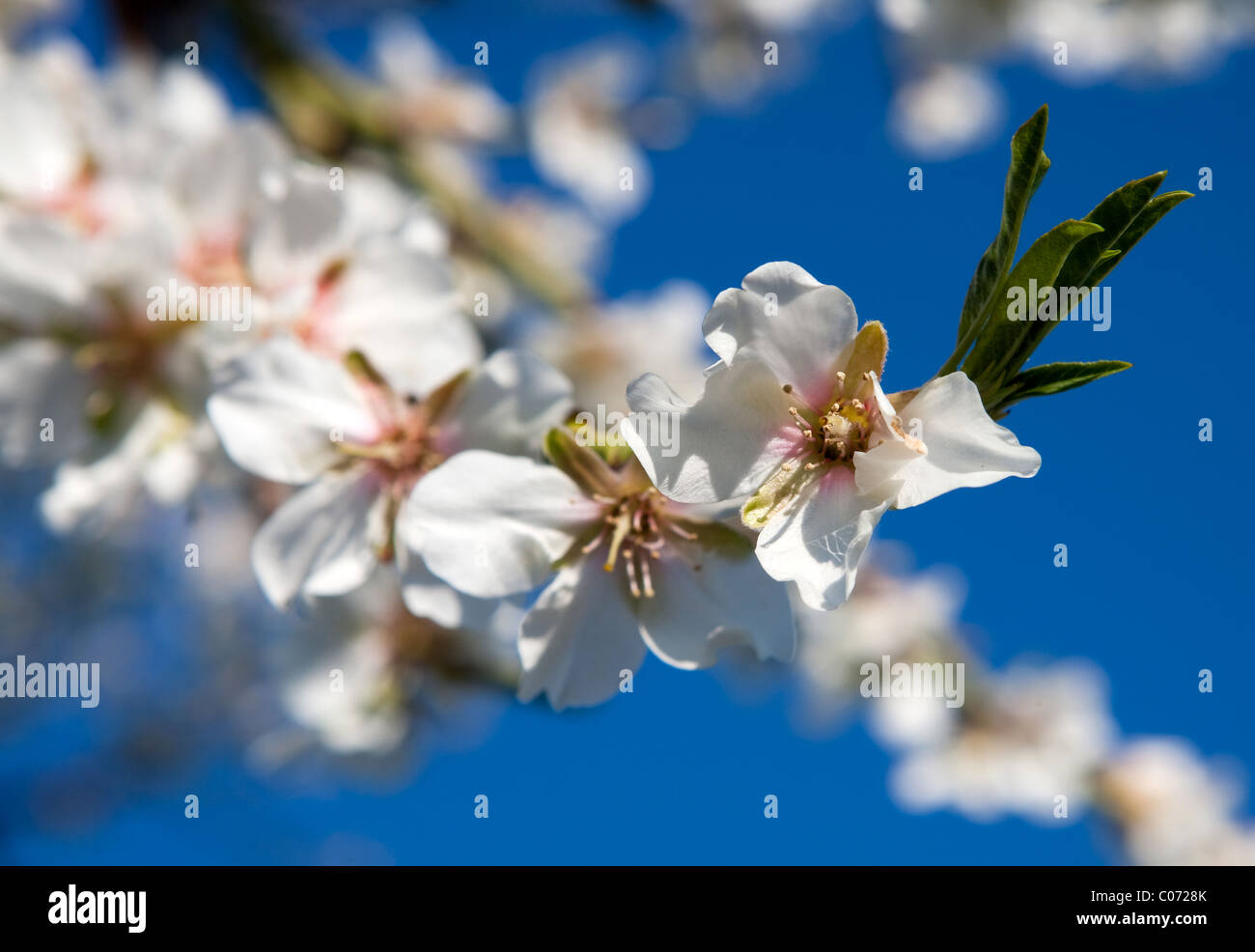 Spring flowers mallorca hi-res stock photography and images - Alamy