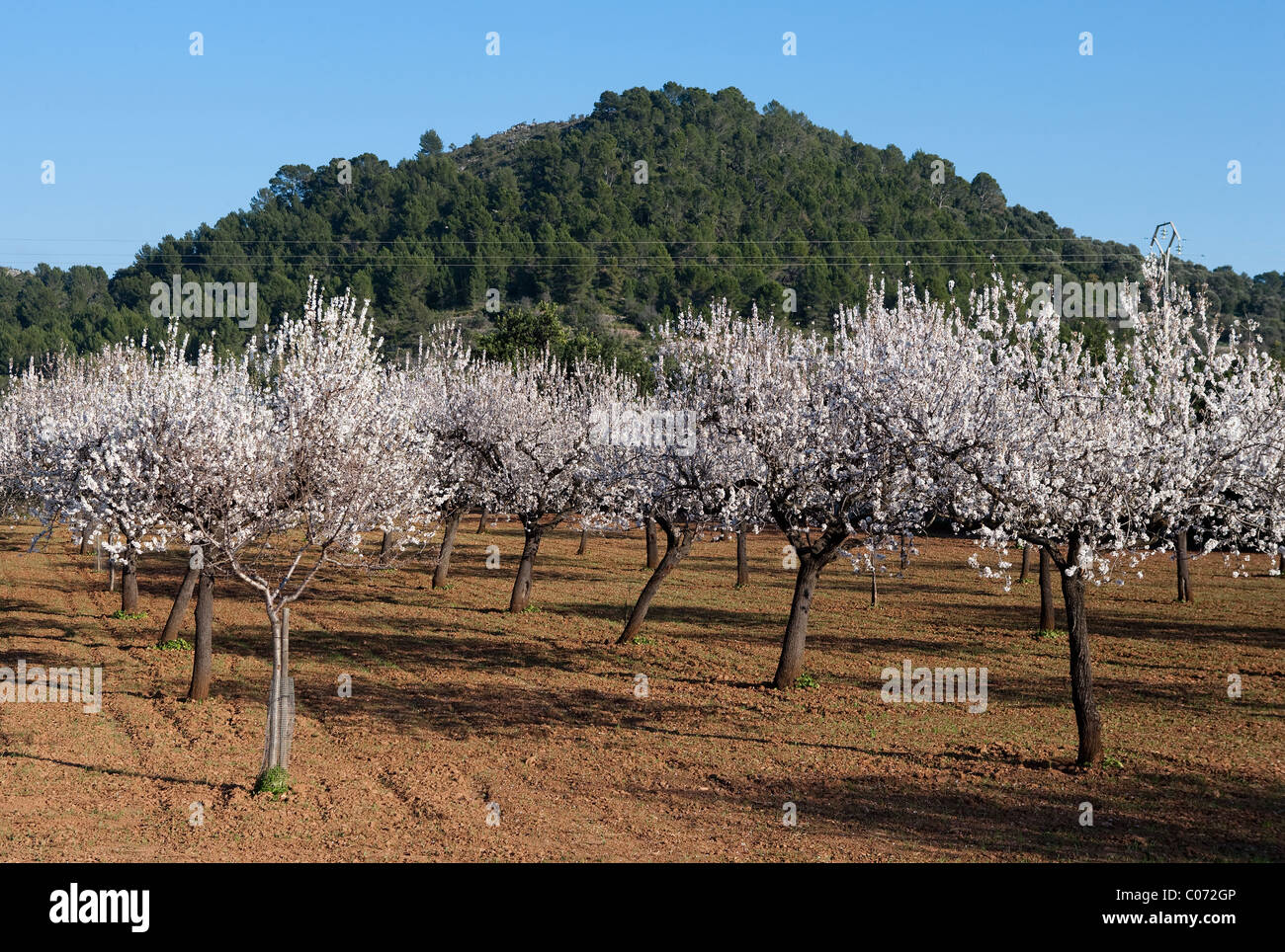 Almond trees blossoming in springtime Mallorca Majorca Balearic Spain ...