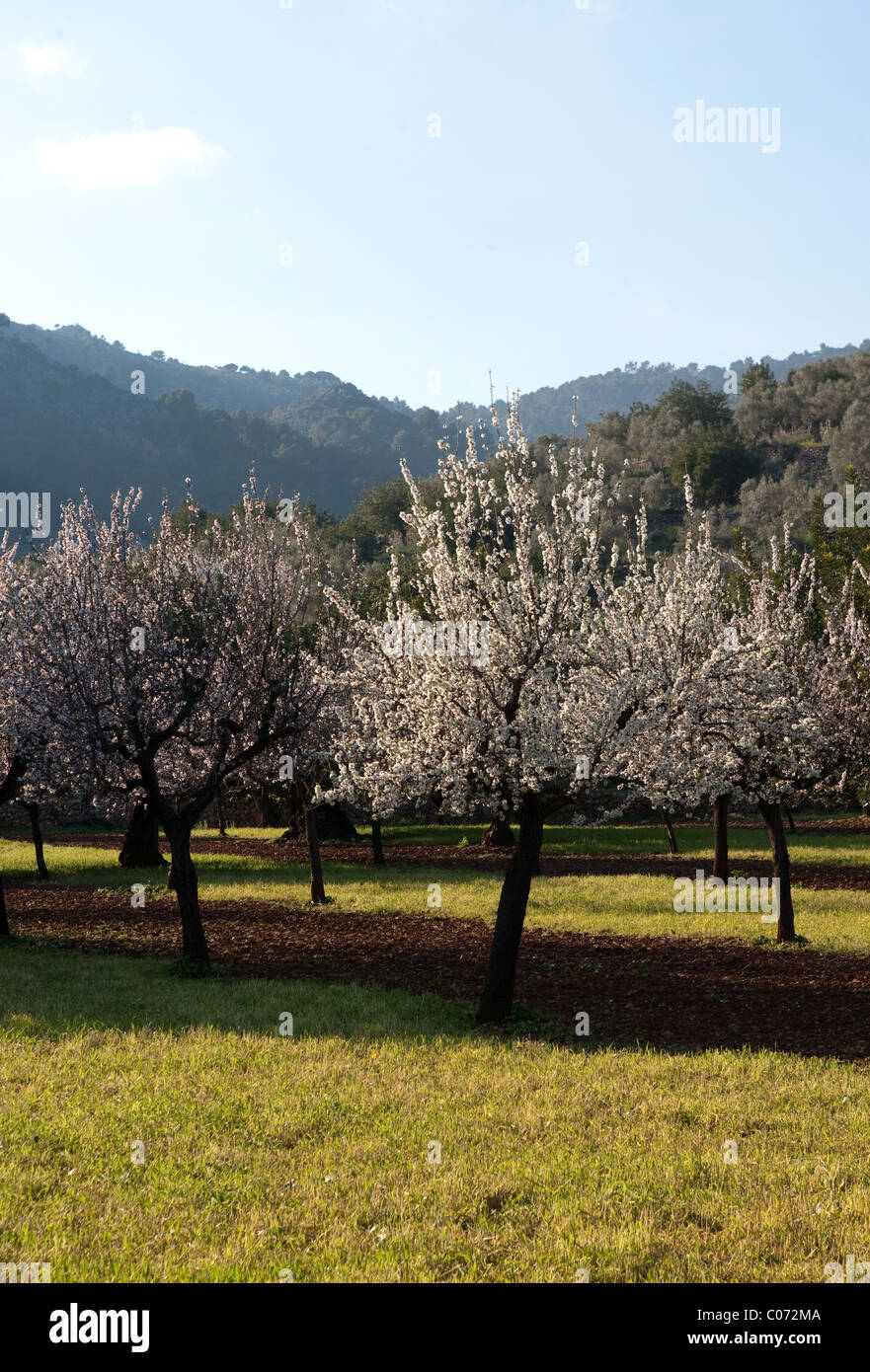 Almond blossom tree hi-res stock photography and images - Alamy