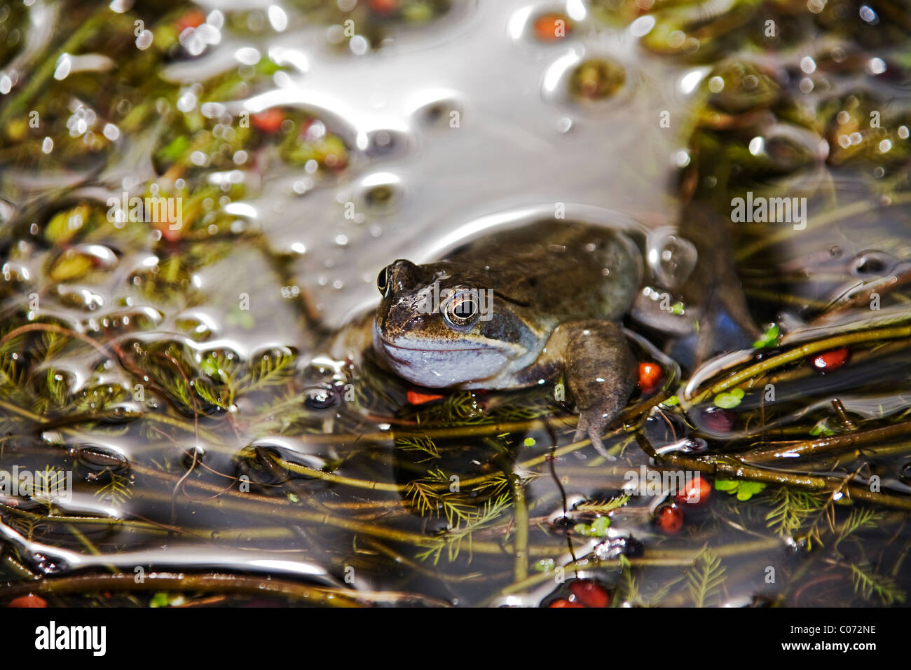 Common Frogs Frogspawn In Pond Mating High Resolution Stock Photography ...