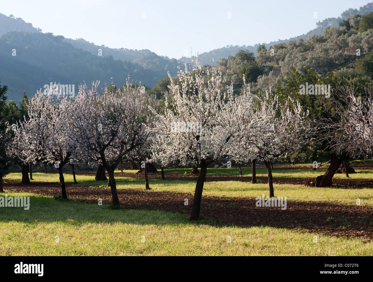 Blossoming almond trees in mallorca hi-res stock photography and images ...
