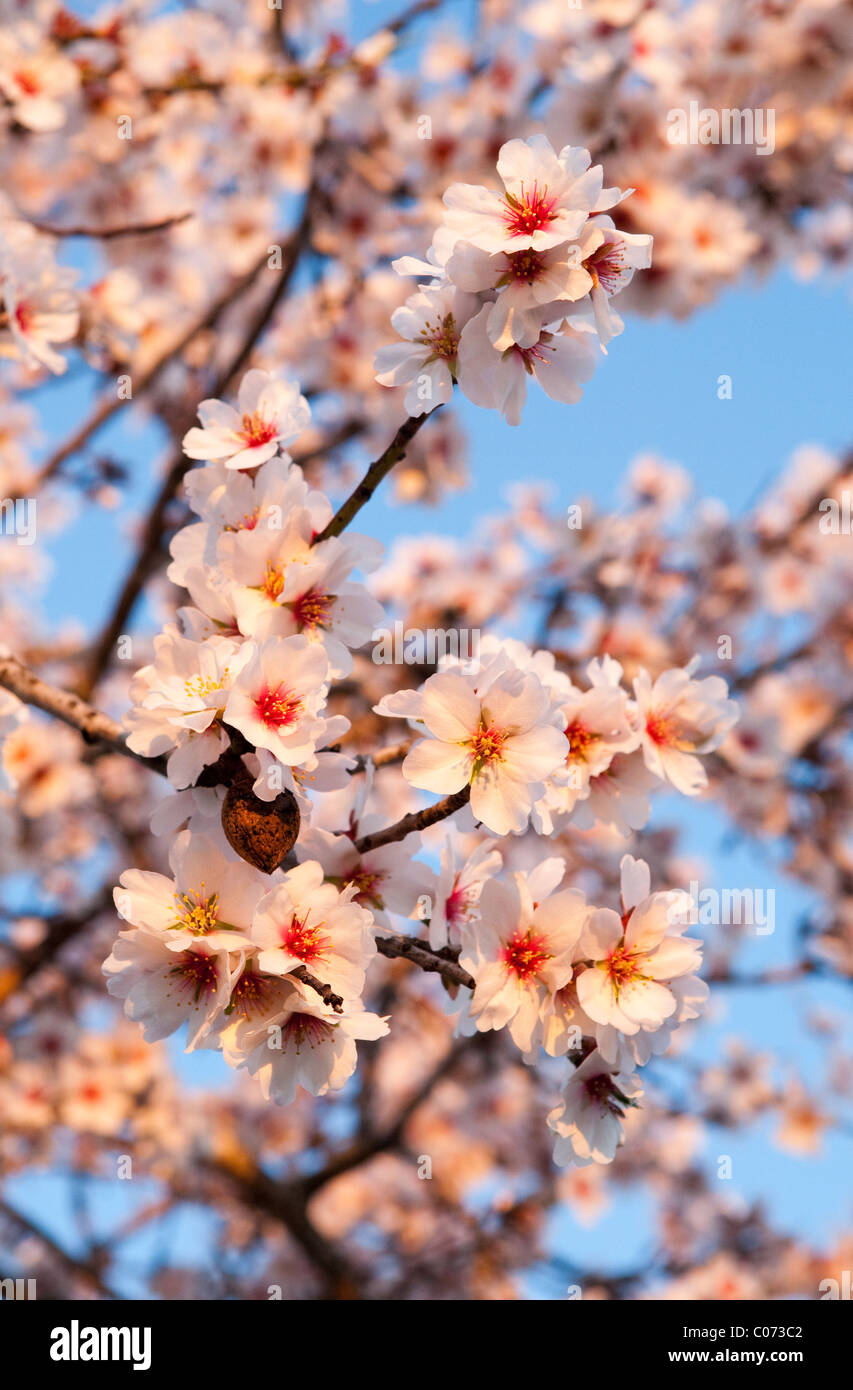 pink pinkish Almond tree flowering blossoming in springtime Mallorca ...
