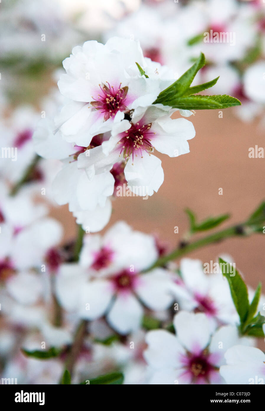 Mallorca flowers hi-res stock photography and images - Alamy