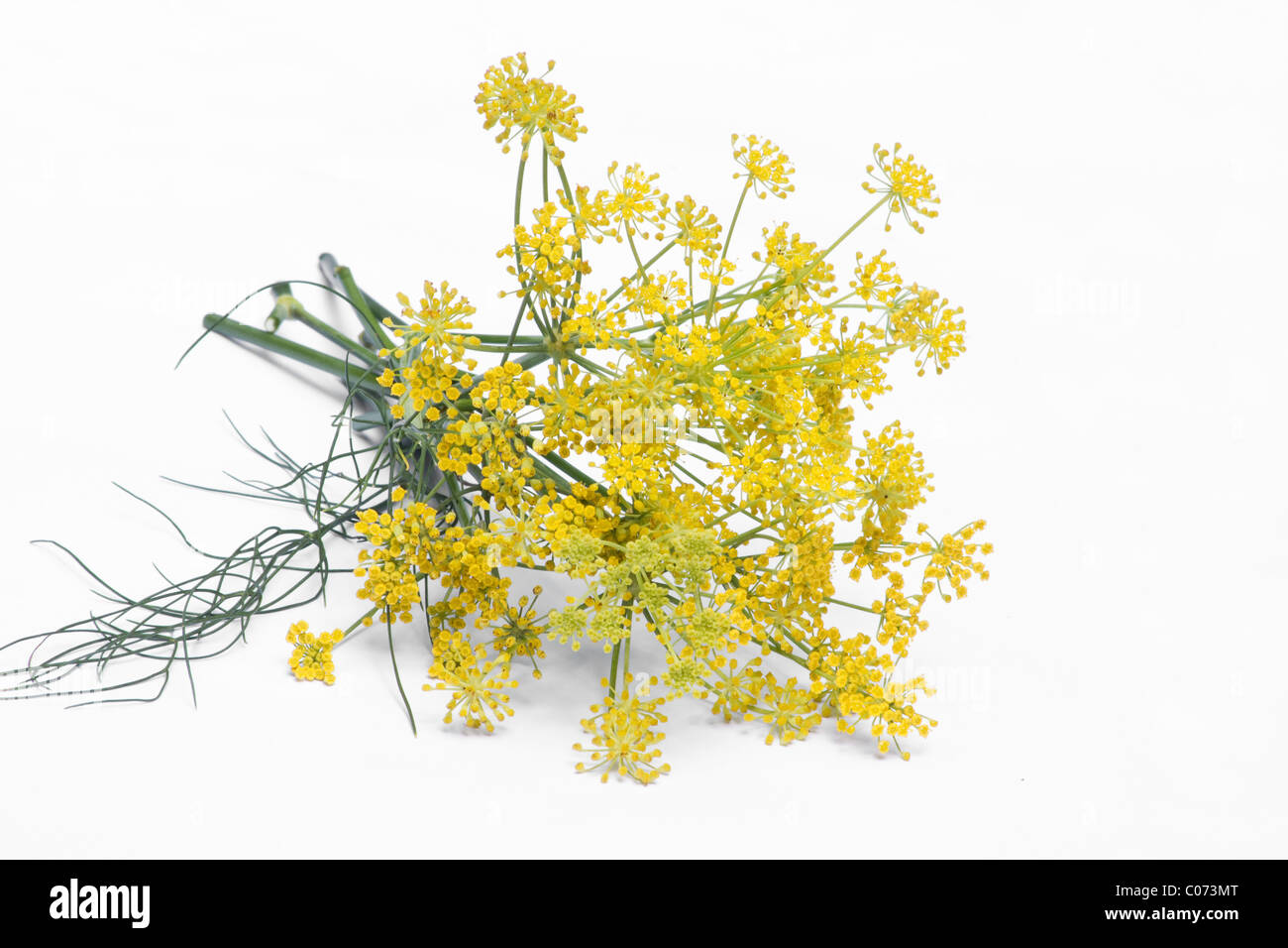 Sweet fennel hi-res stock photography and images - Alamy