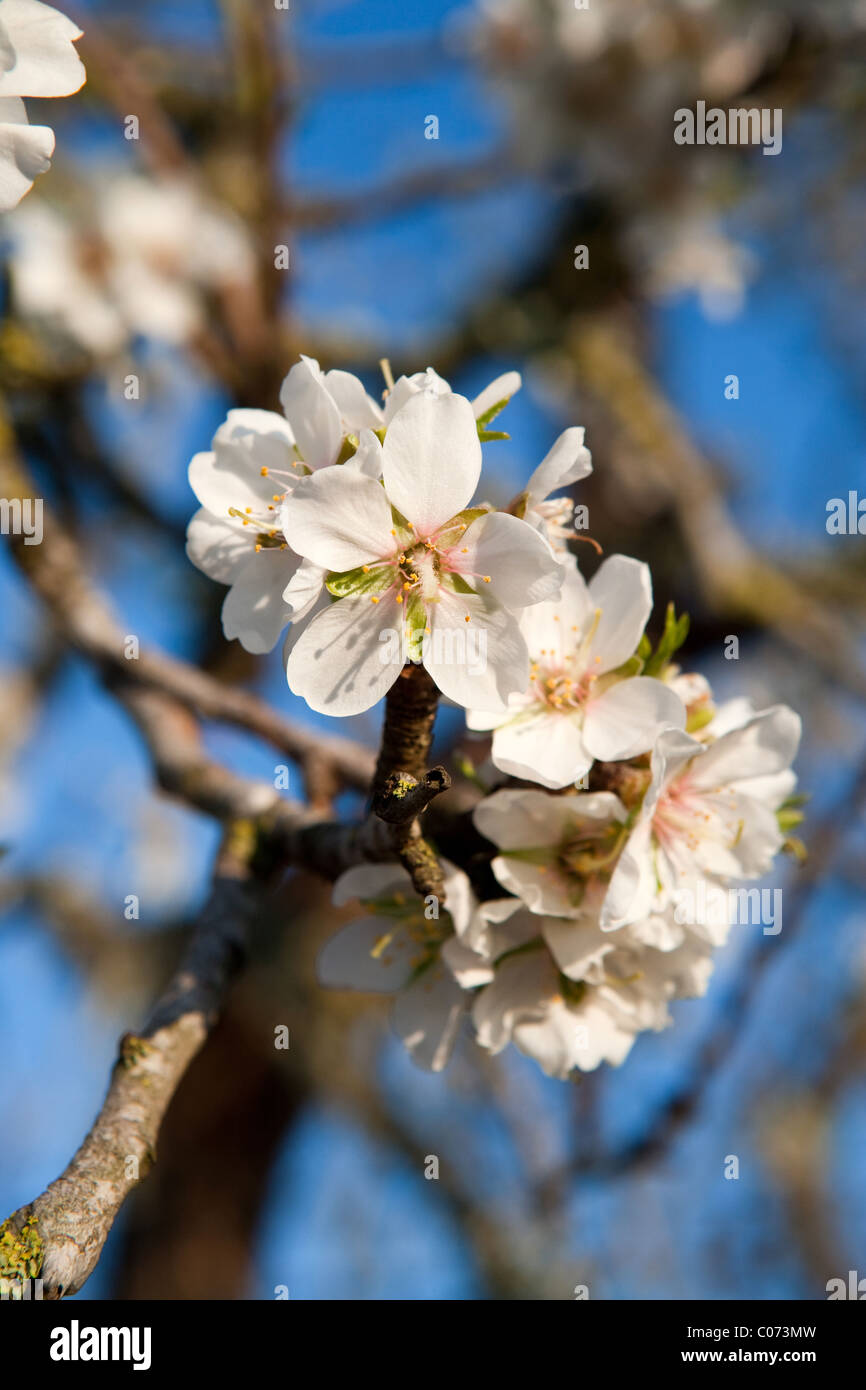 Mallorca flowers hi-res stock photography and images - Alamy
