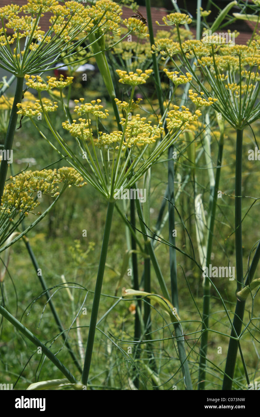 Fennel plant (Foeniculum vulgare) in bloom Stock Photo - Alamy