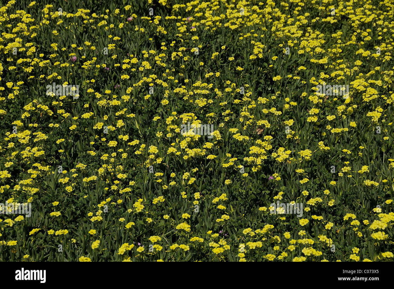Cornflower yellow color hi-res stock photography and images - Alamy