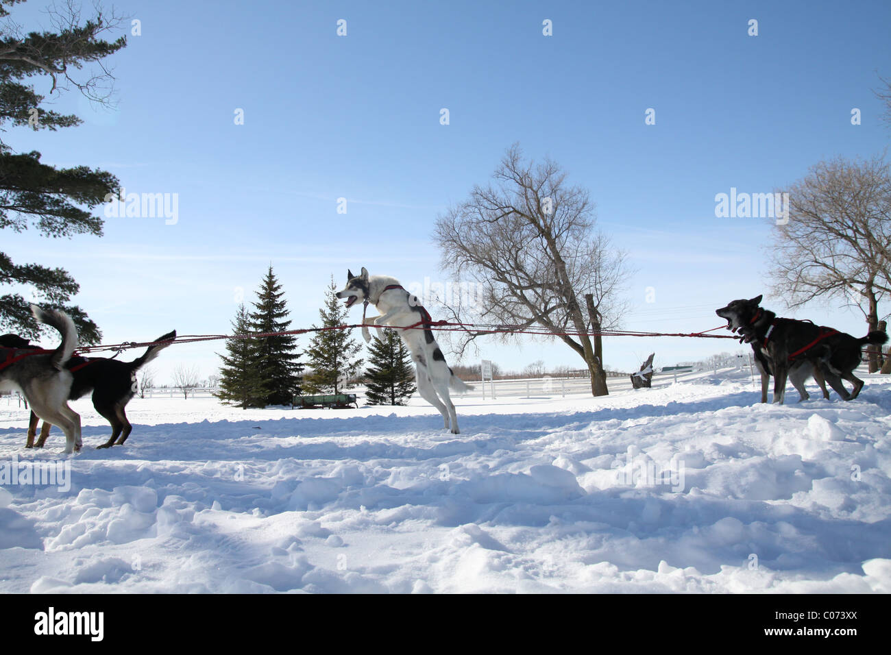 Sled dogs jumping and pulling while waiting to start working Stock ...