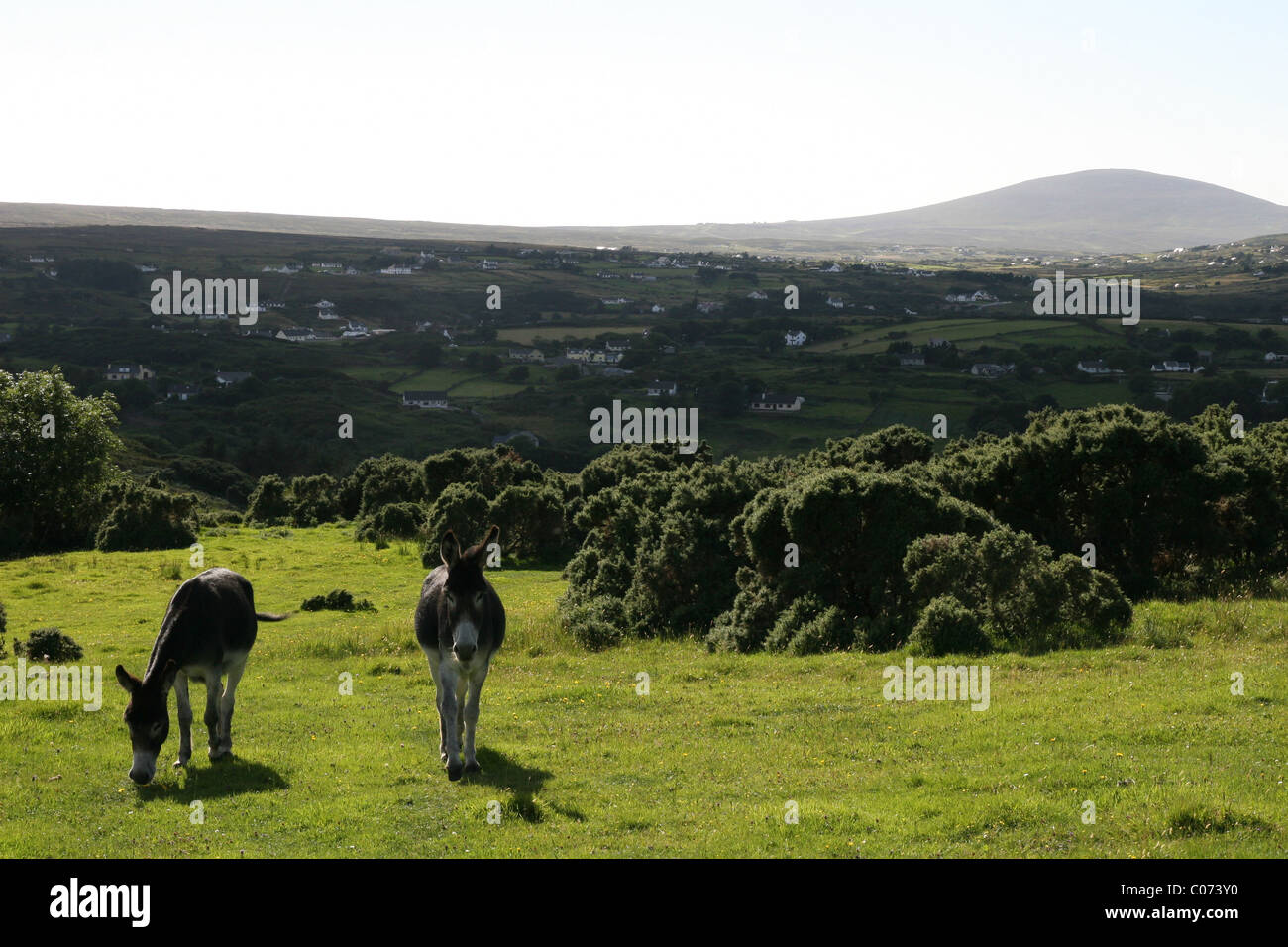 Ireland donegal donkey hi-res stock photography and images - Alamy