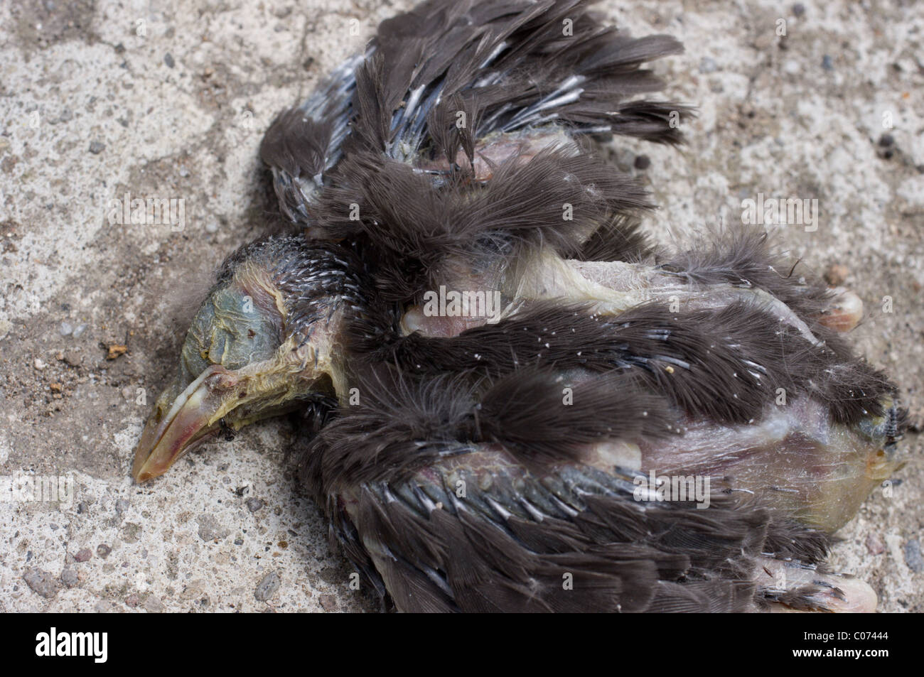Black bird dead hi-res stock photography and images - Alamy