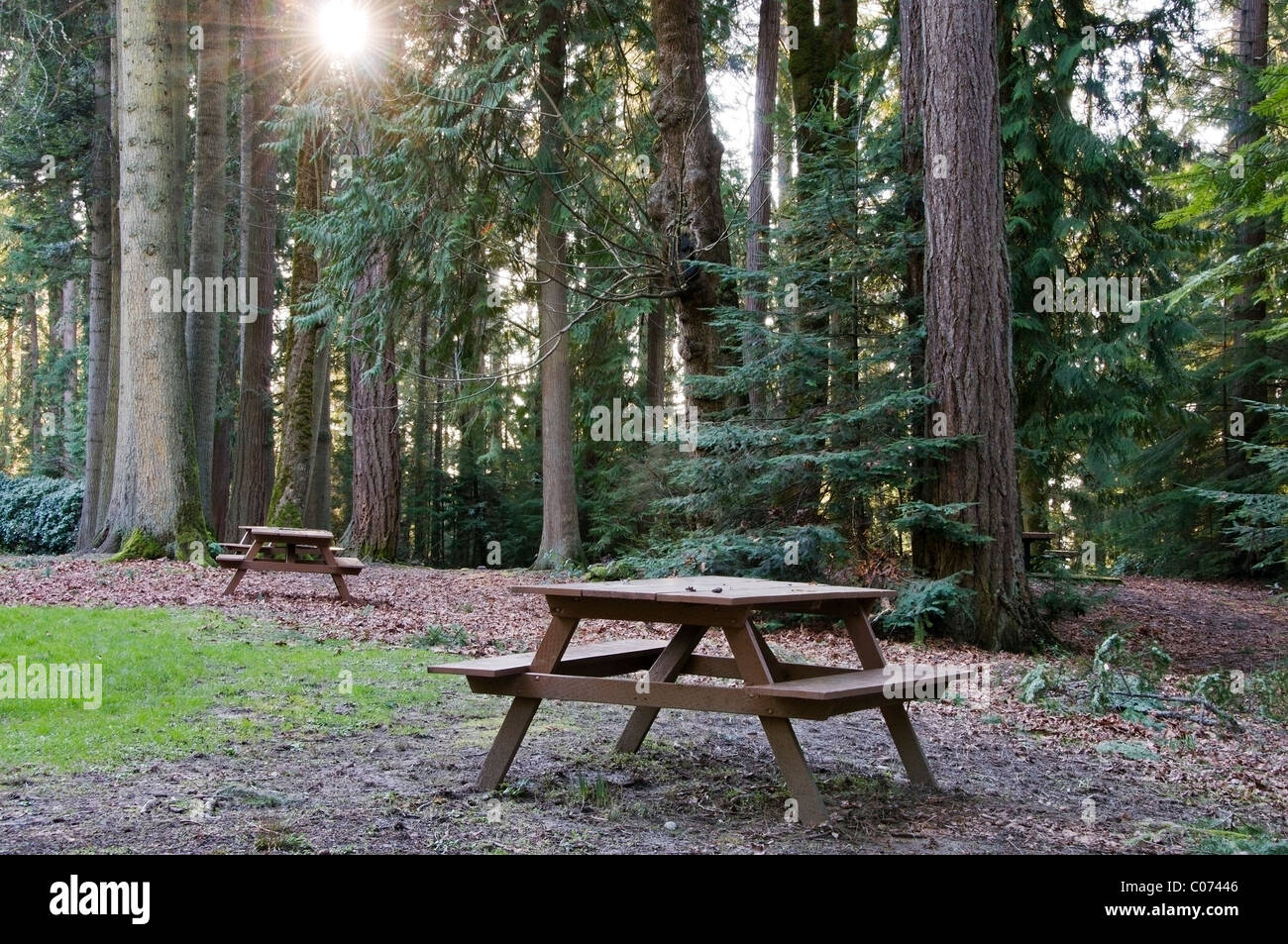 A late afternoon sunburst shines through the forest into a picnic area ...