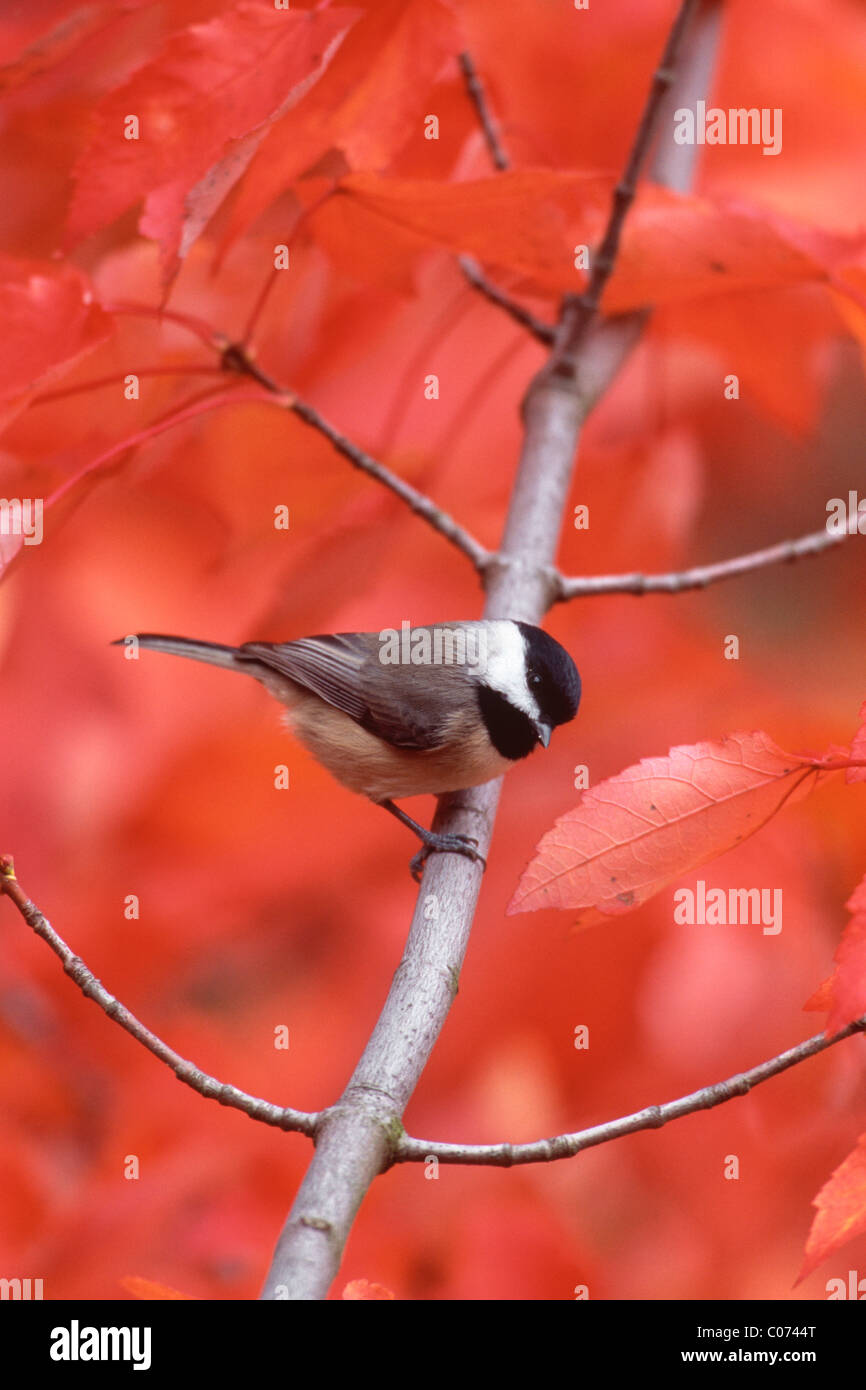 Carolina Chickadee perching in Fall Maple Tree - vertical Stock Photo ...