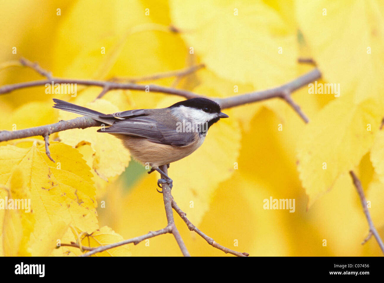 Chickadee birds hi-res stock photography and images - Alamy