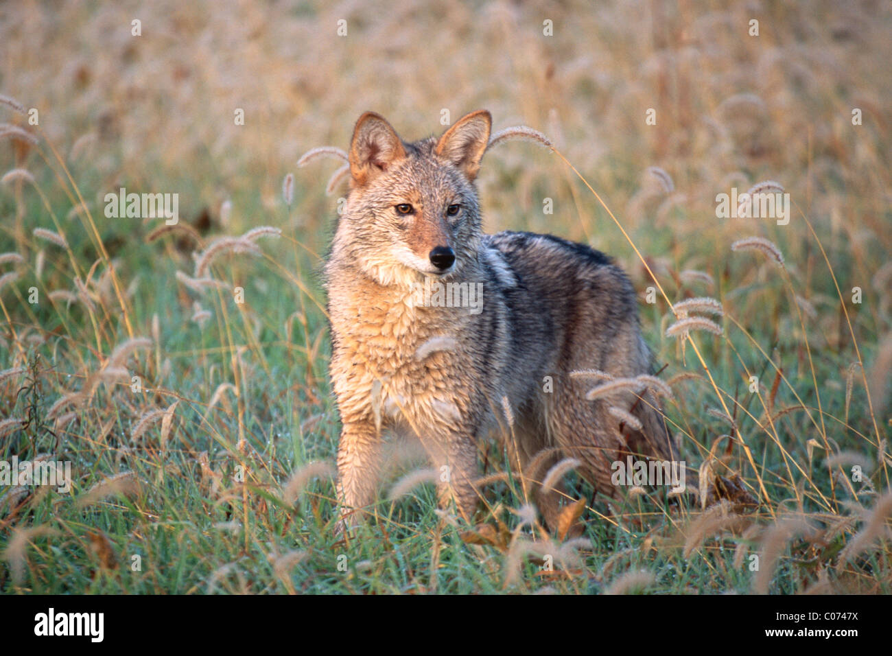 Coyote - nuisance wildlife Stock Photo - Alamy