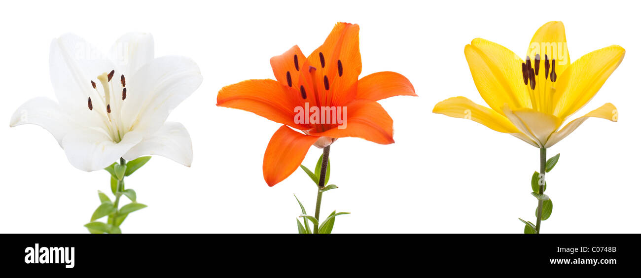 Three fresh lilys isolated on a white background Stock Photo - Alamy