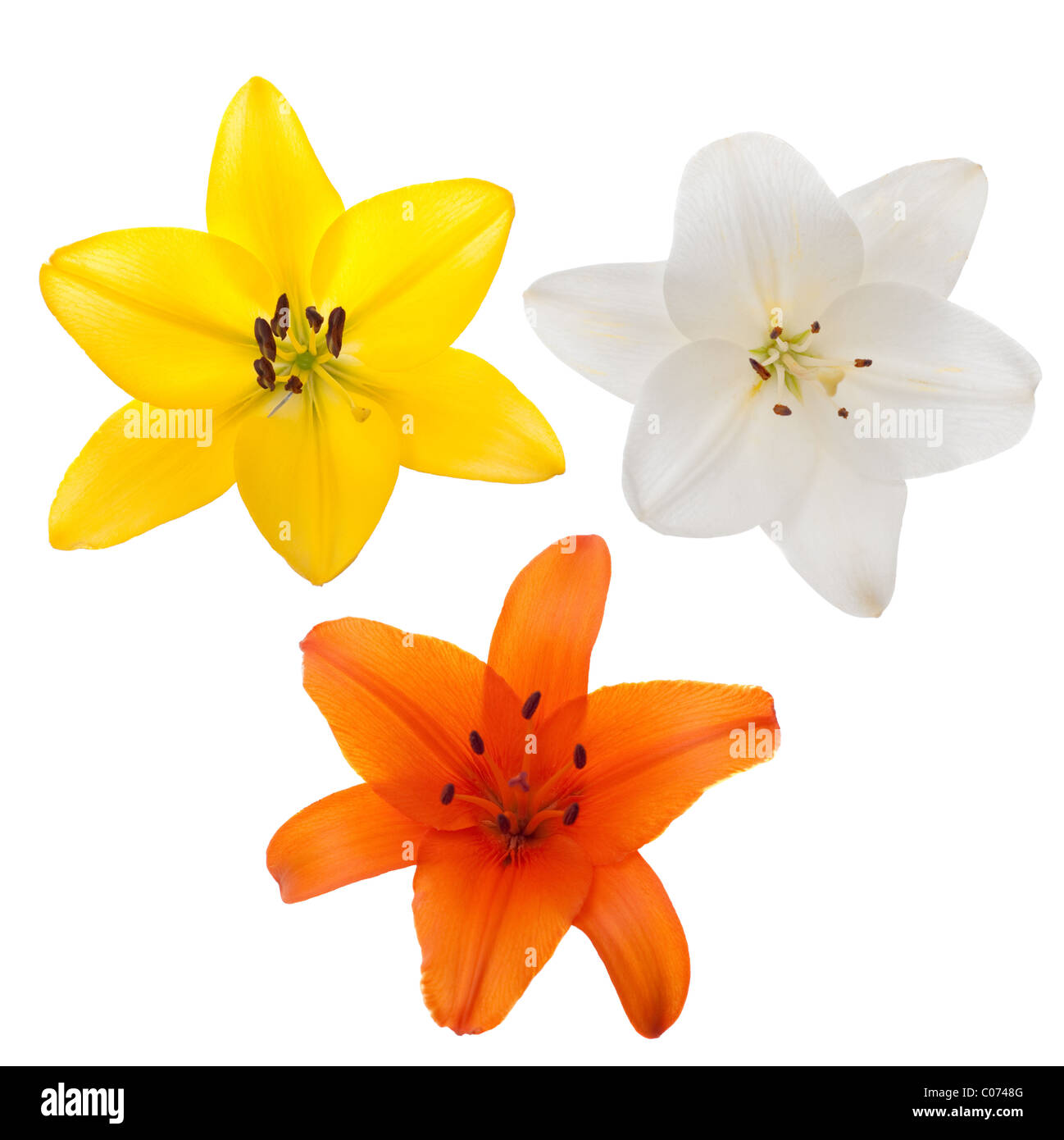 Three lilys hi-res stock photography and images - Alamy