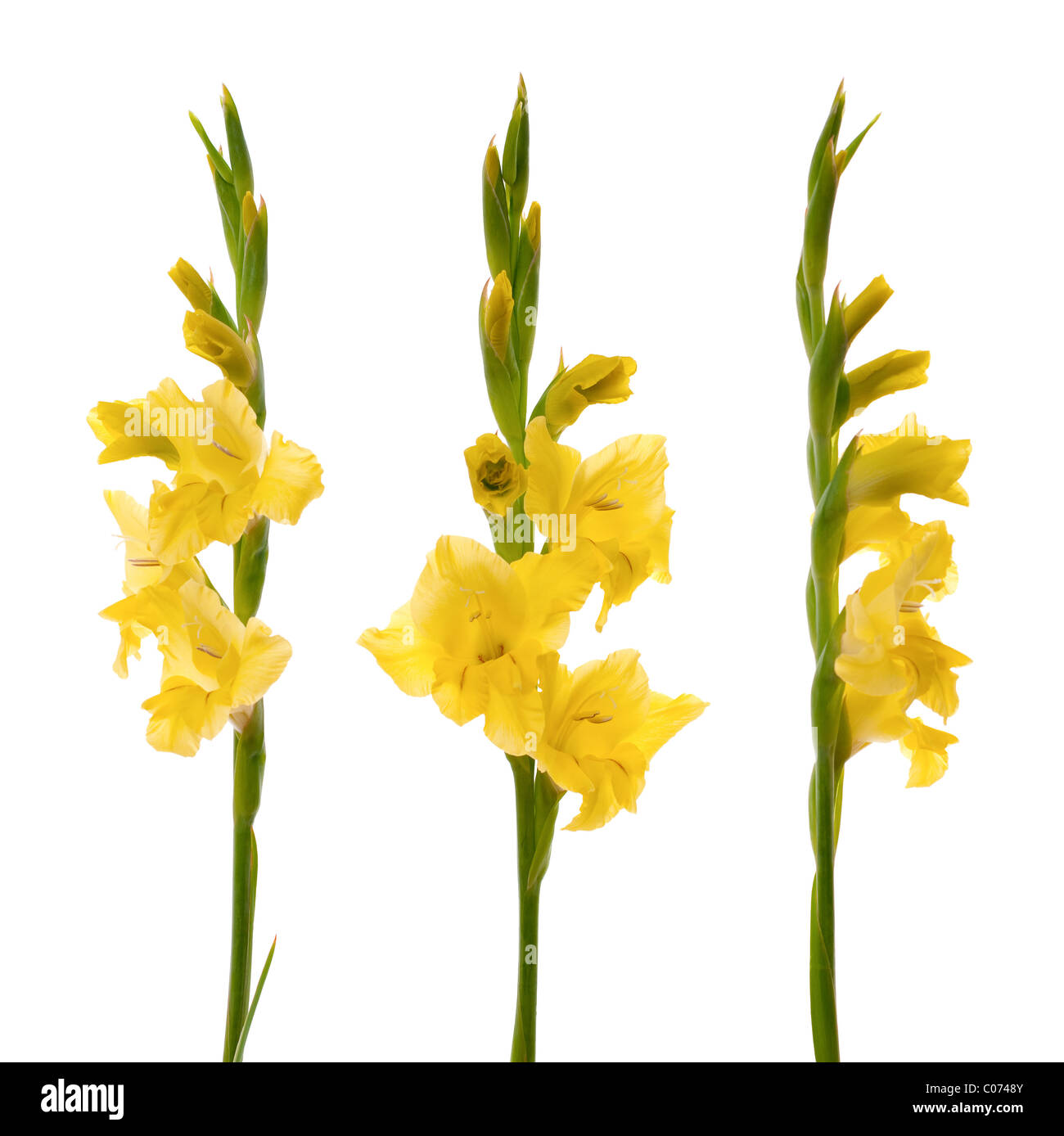 Yellow beautiful gladiolus isolated on white background Stock Photo - Alamy