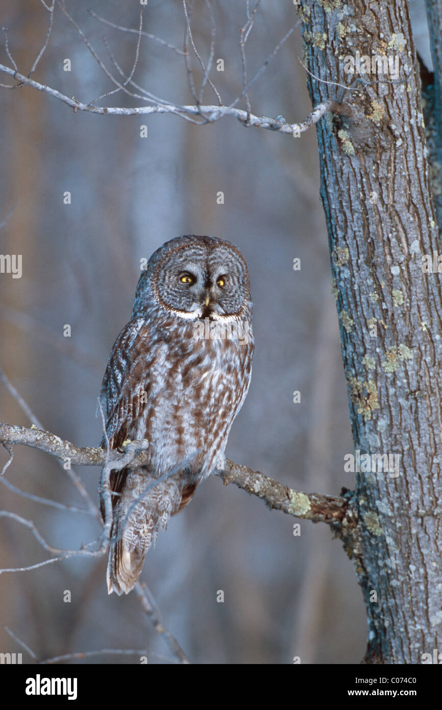 Great Gray Owl - Vertical Stock Photo - Alamy