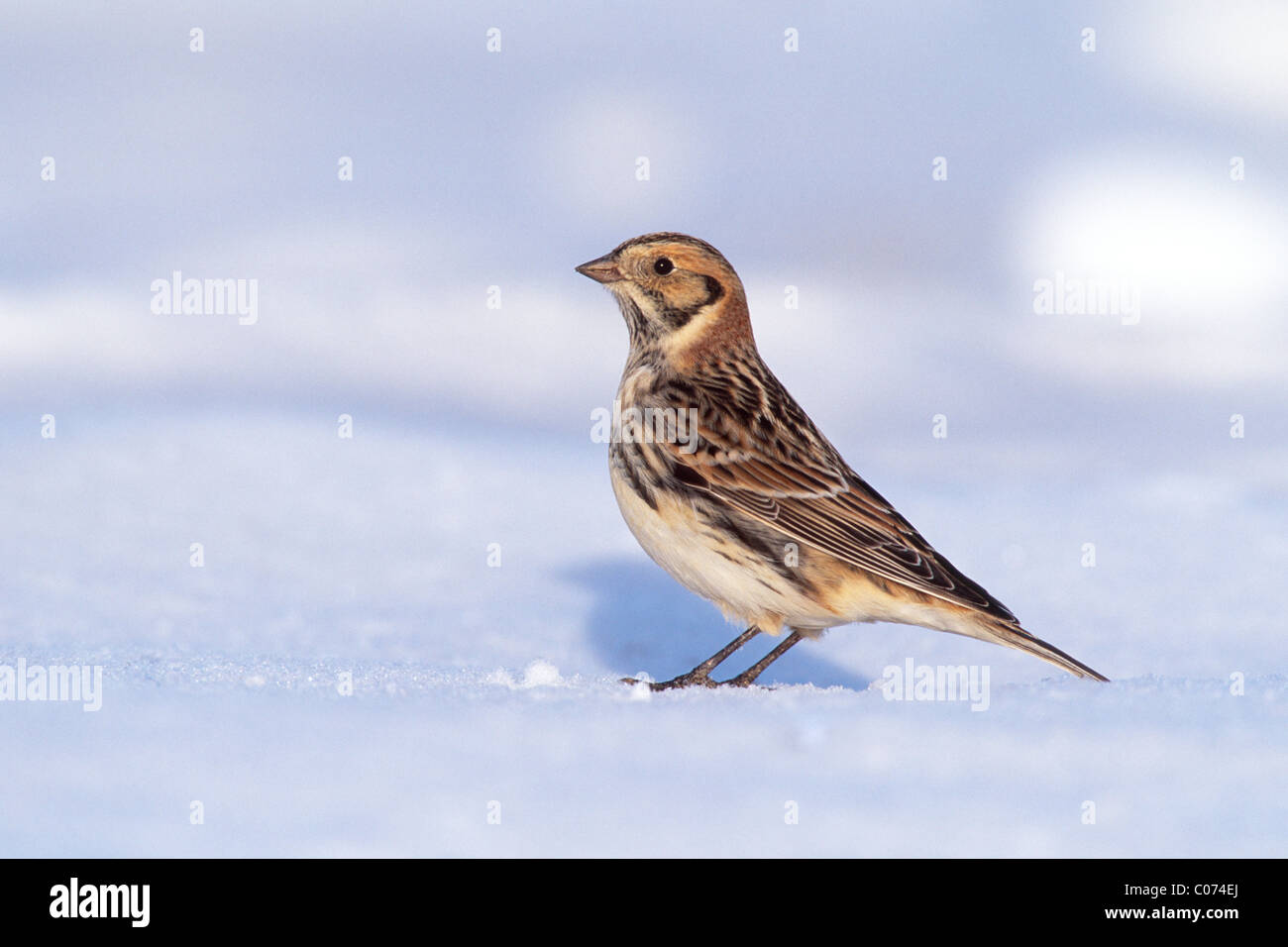 Lapland longspurs hi-res stock photography and images - Alamy