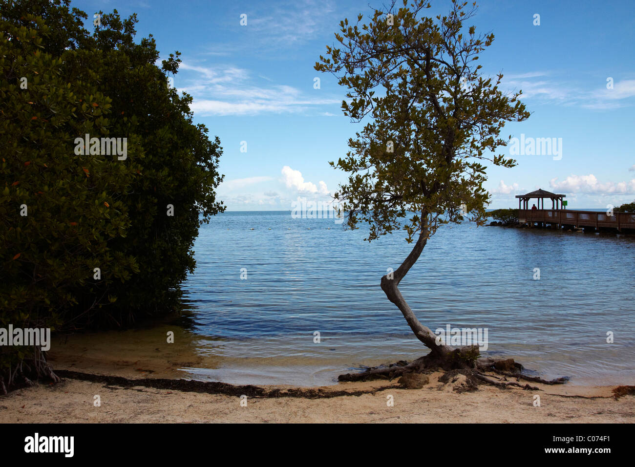 Beach with tree in Florida Stock Photo - Alamy